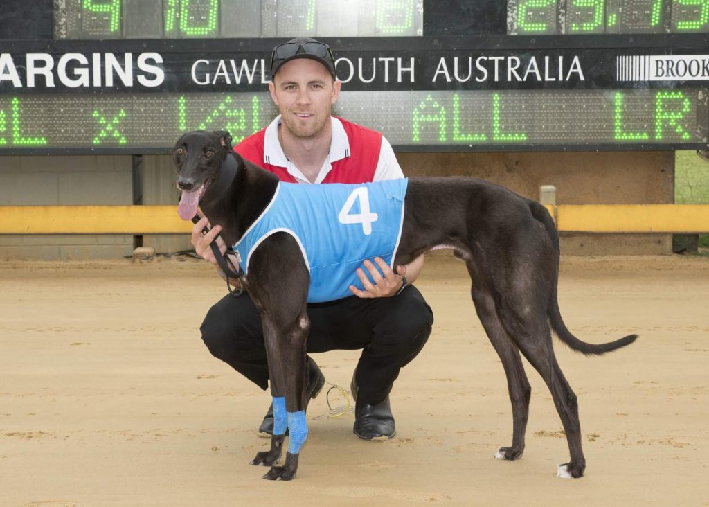 REAM RAWLINGS IN FIRST WIN | Gawler Greyhounds